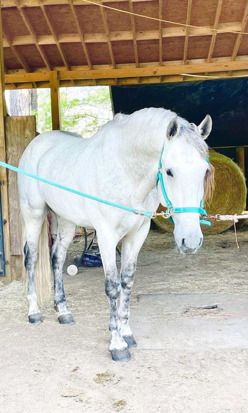 6y Andalusian Gelding