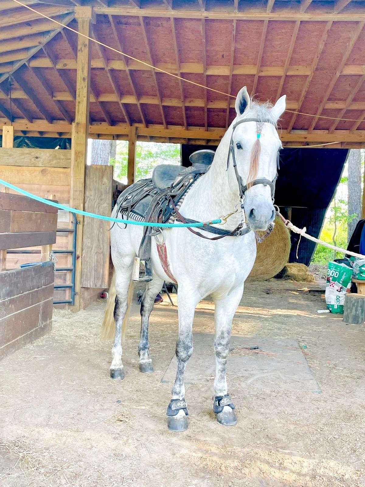 6y Andalusian Gelding