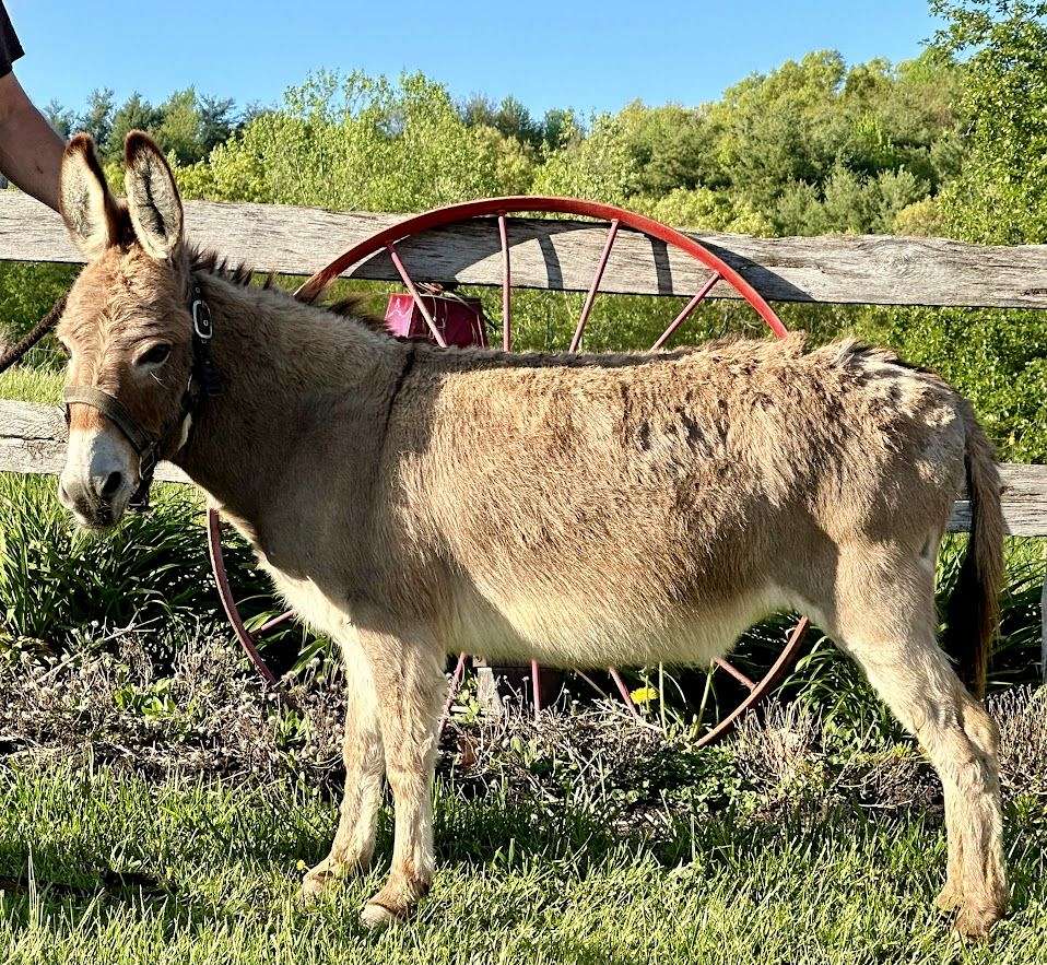 Bonnie - Miniature Jenny Donkey