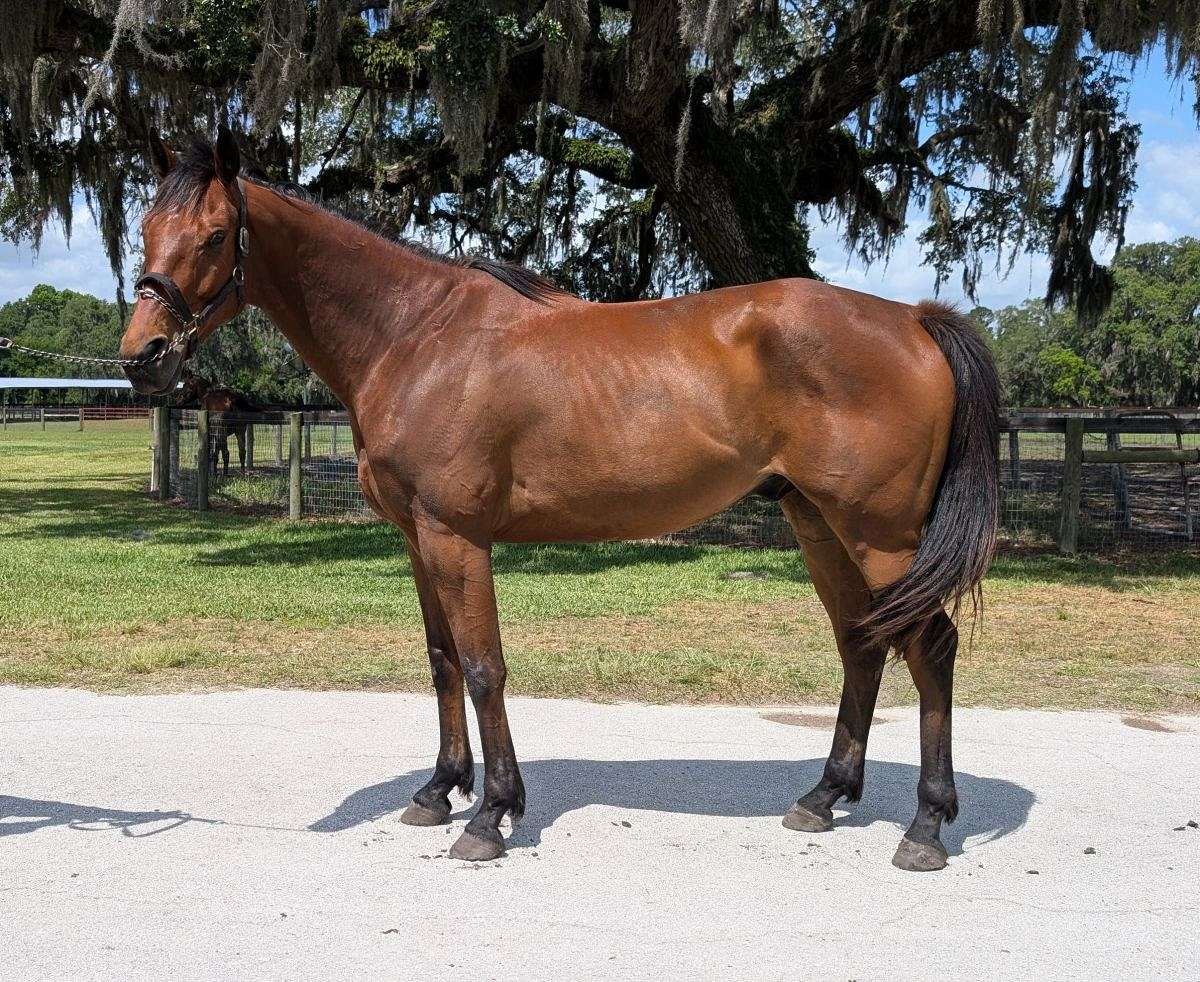 7 Year Old Thoroughbred Gelding.