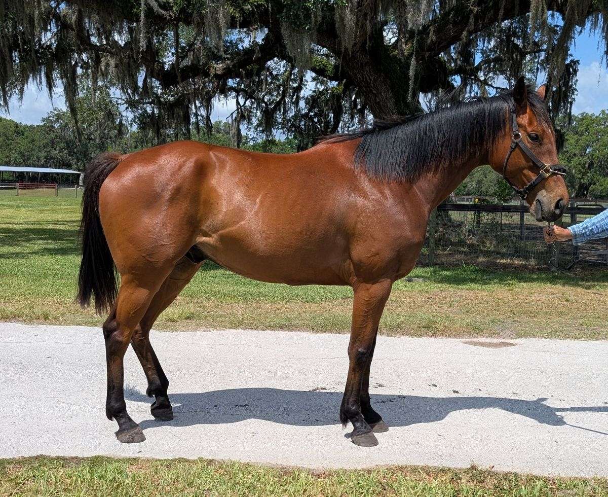 6 Year Old Thoroughbred Gelding.