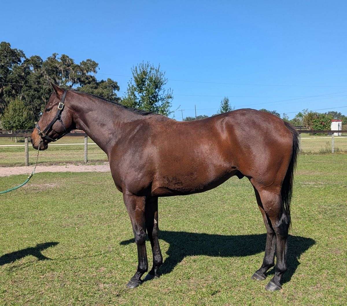 4 Year Old Thoroughbred Gelding. Unraced. 16.2 h.