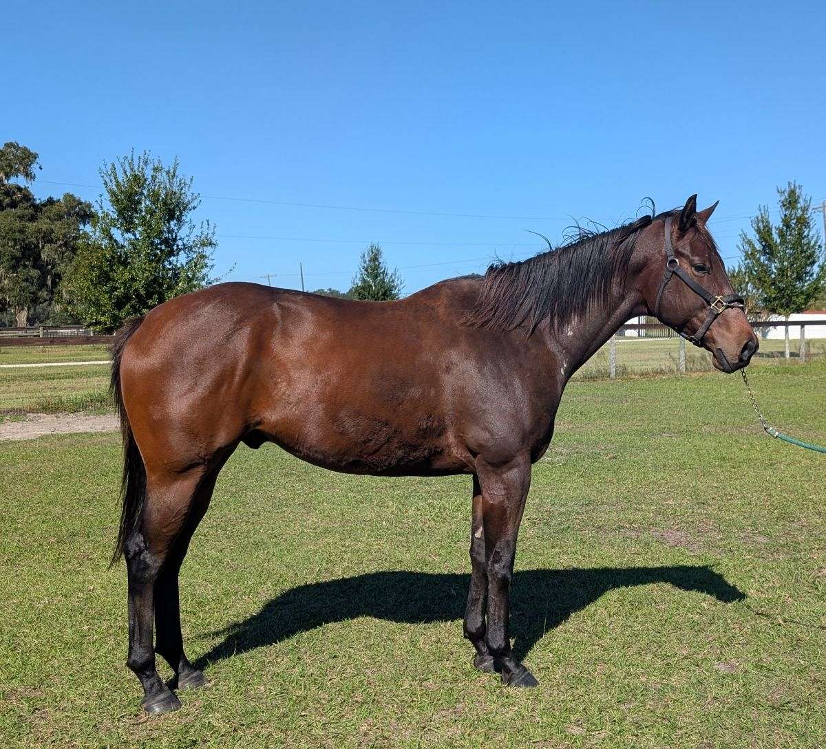 4 Year Old Thoroughbred Gelding. Unraced. 16.2 h.