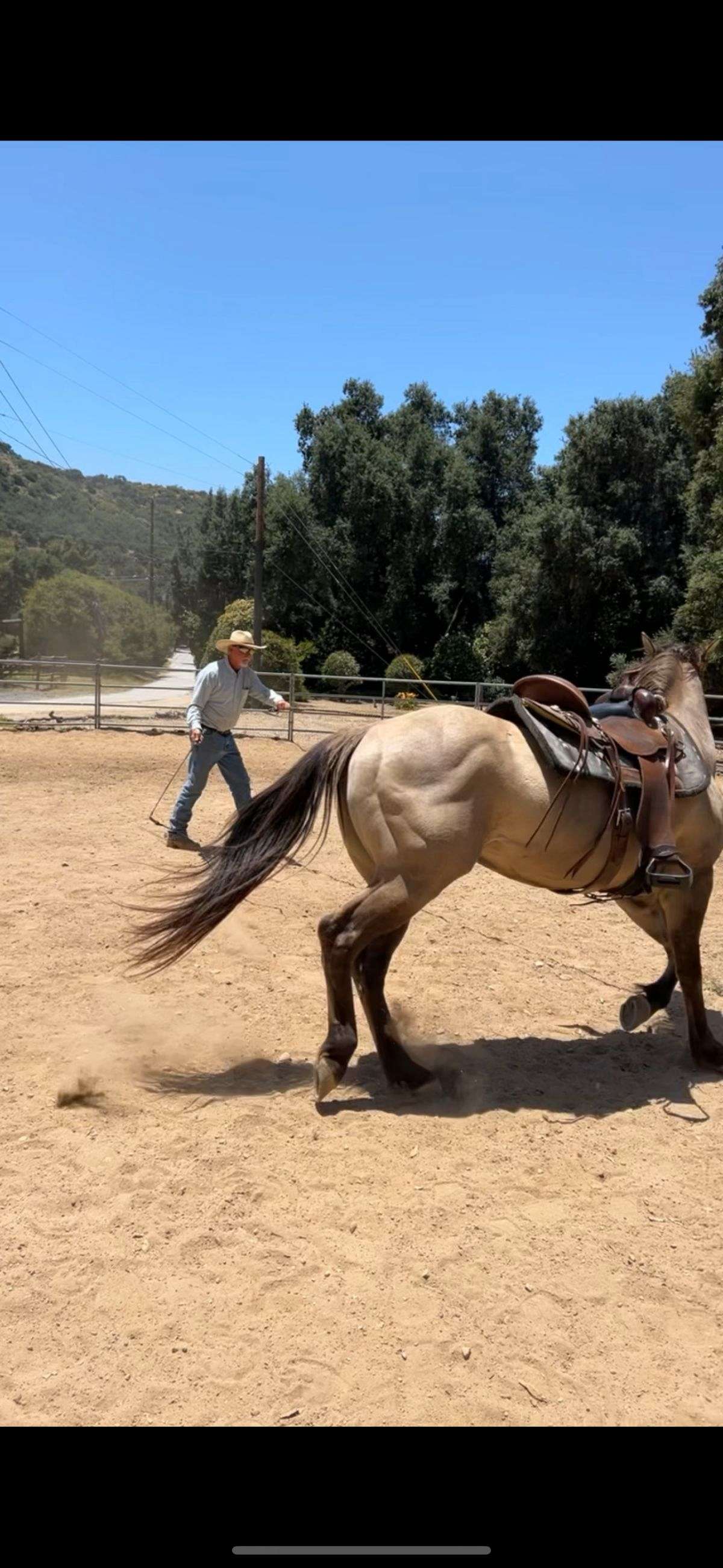 Charlie - Bombproof Grulla Gelding