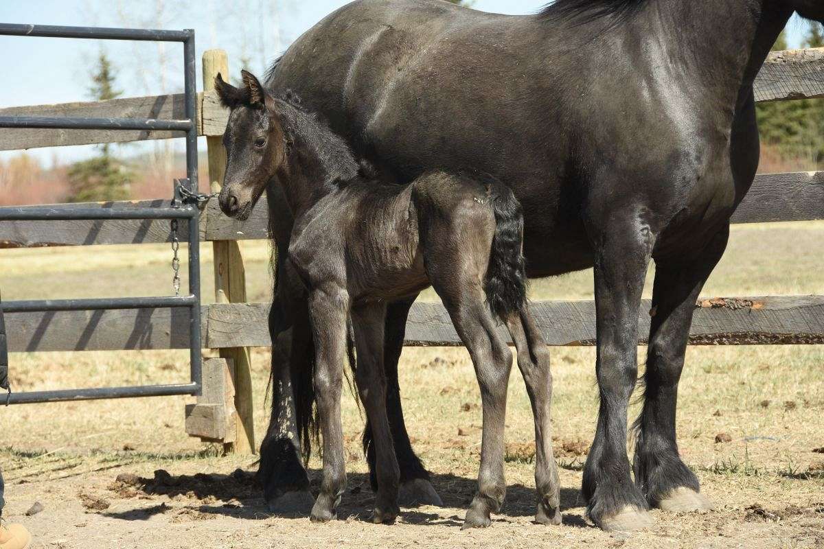 75% Friesian Stud Colt
