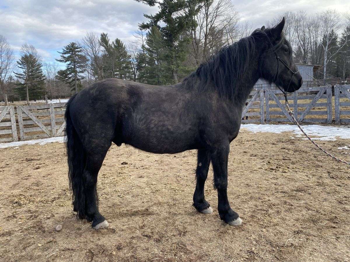 Friesian Cross Gelding Started in Saddle