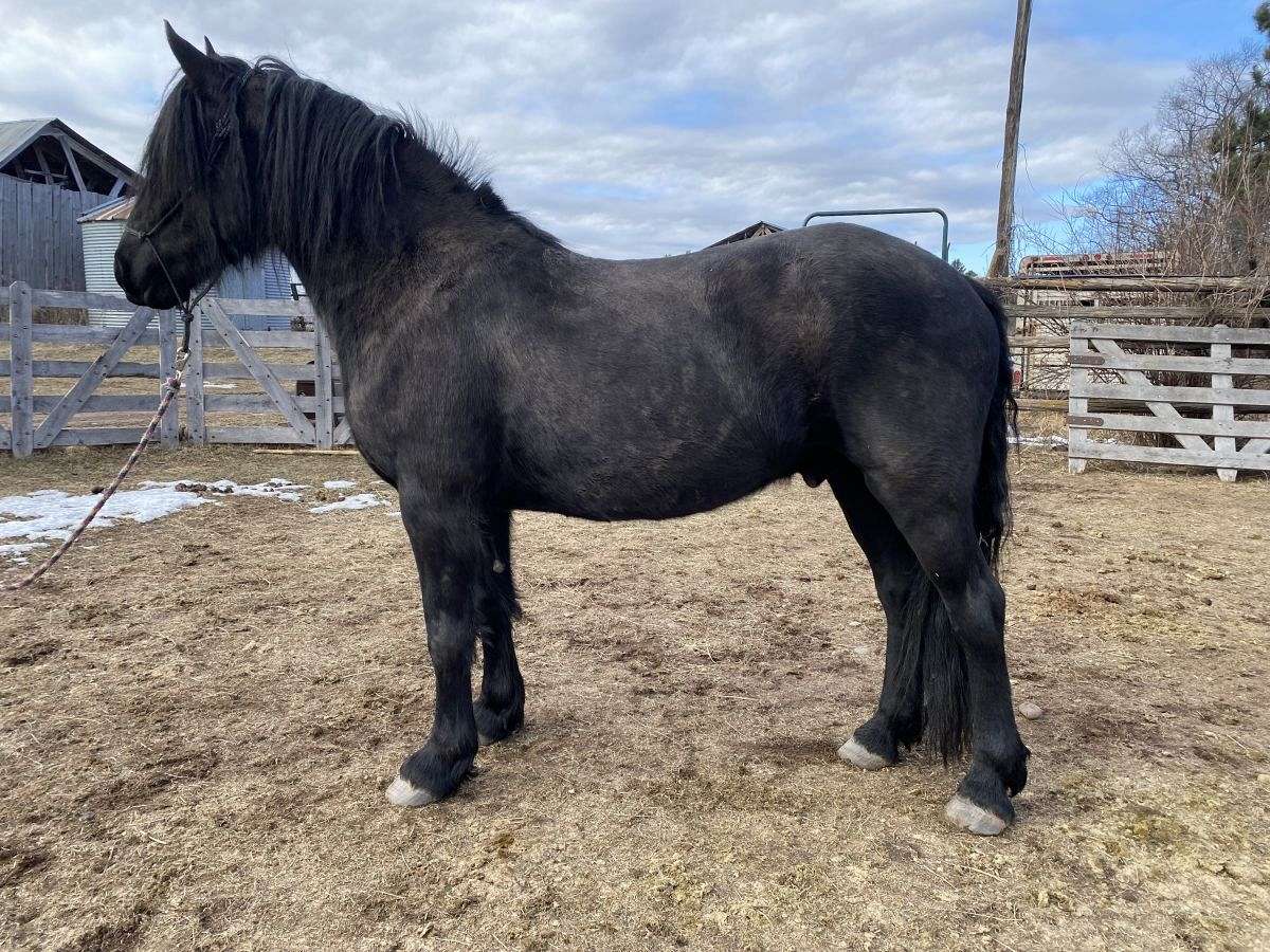 Friesian Cross Gelding Started in Saddle