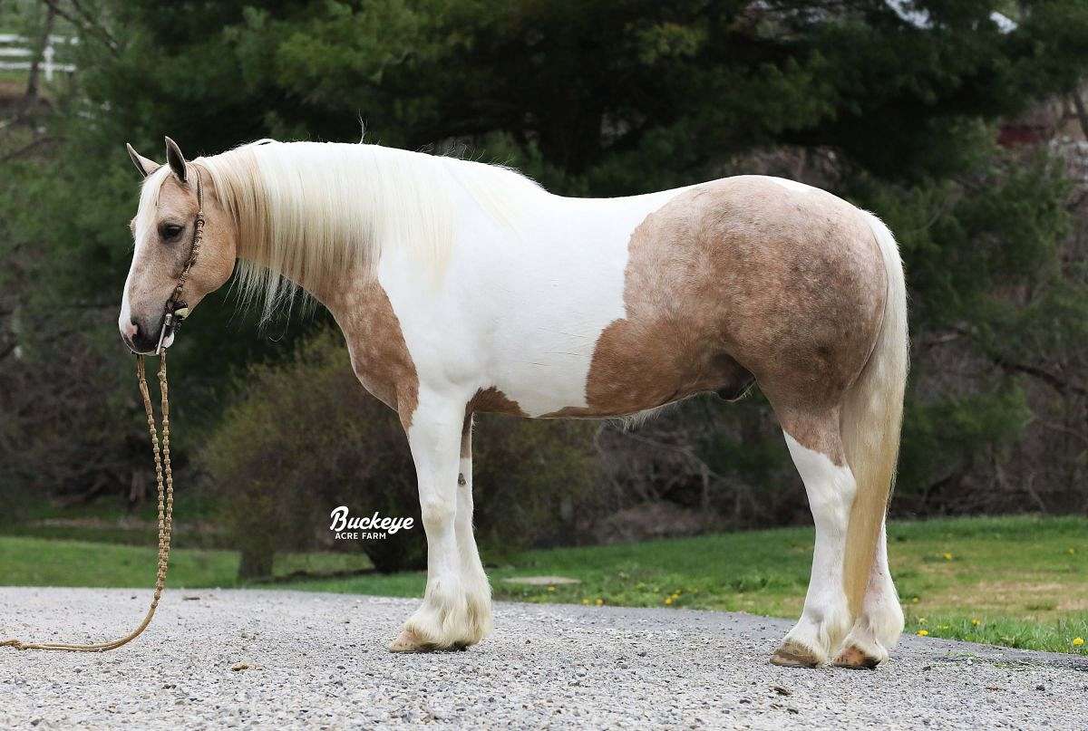 Twinkie is the Definition of Special. This Gorgeous 2019 Model Gypsy Cross