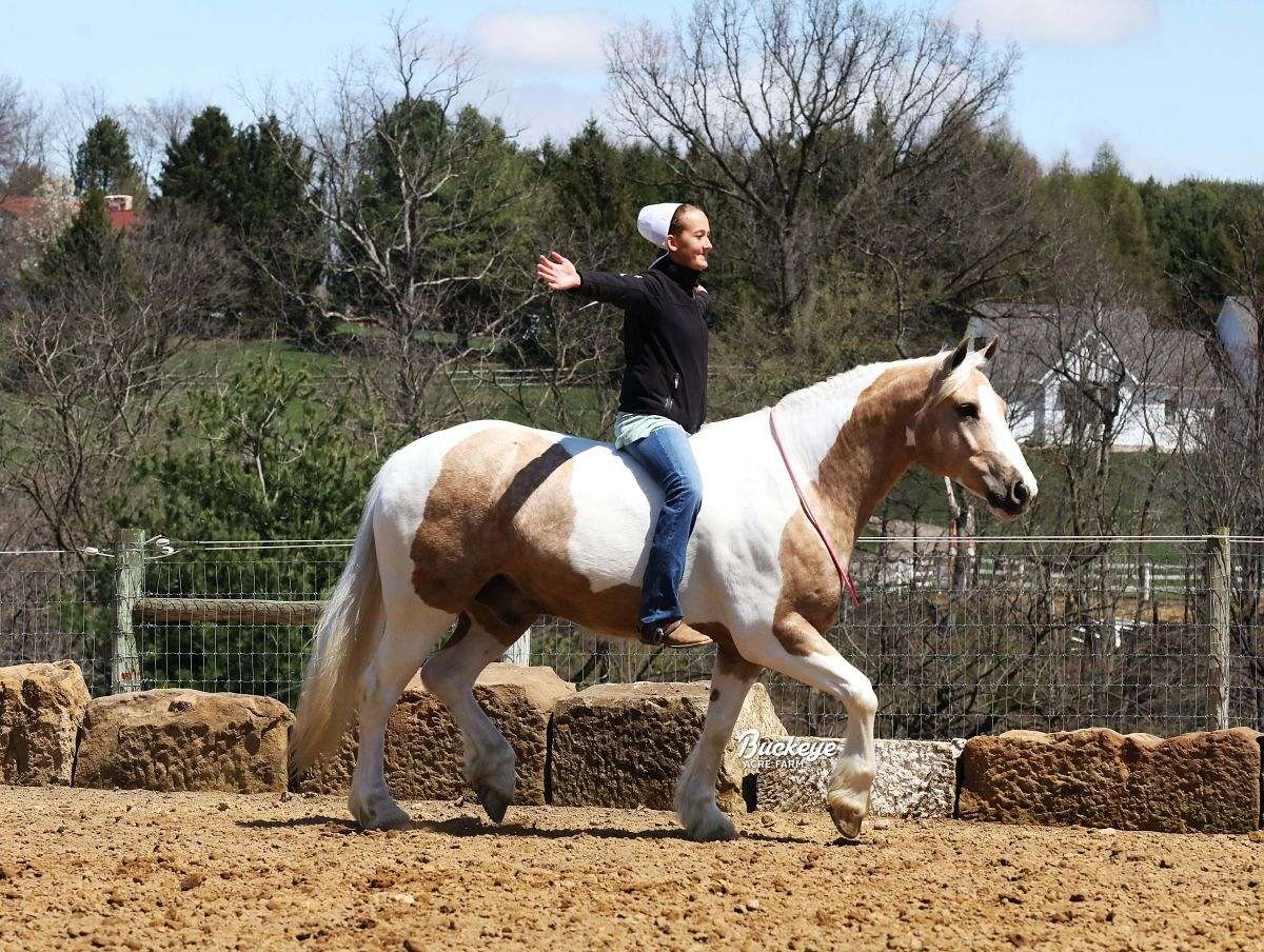 Twinkie is the Definition of Special. This Gorgeous 2019 Model Gypsy Cross
