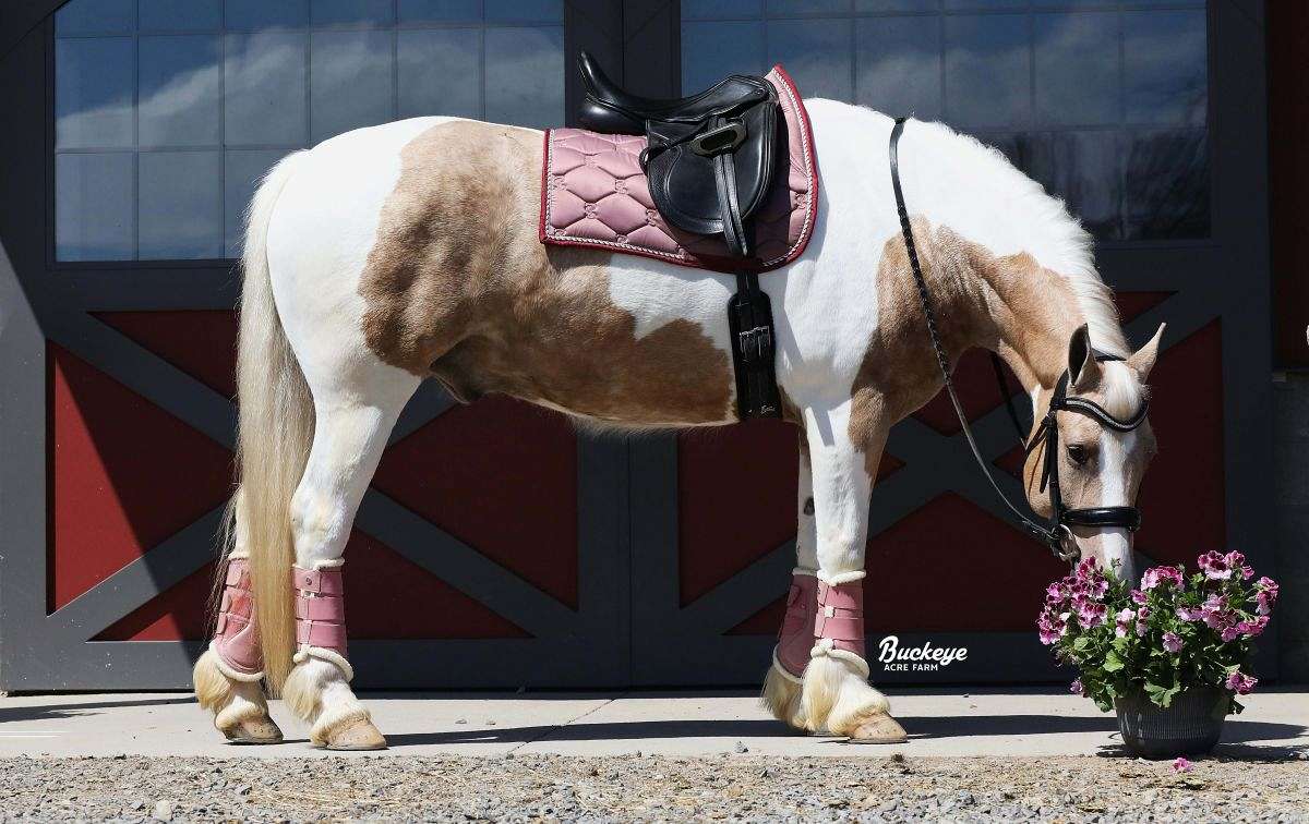 Twinkie is the Definition of Special. This Gorgeous 2019 Model Gypsy Cross