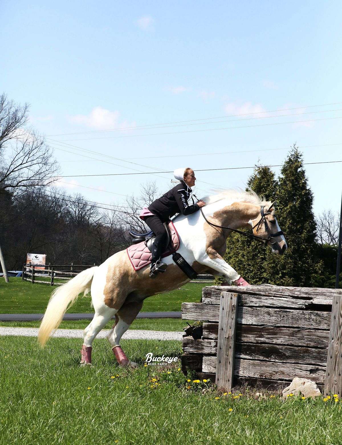 Twinkie is the Definition of Special. This Gorgeous 2019 Model Gypsy Cross