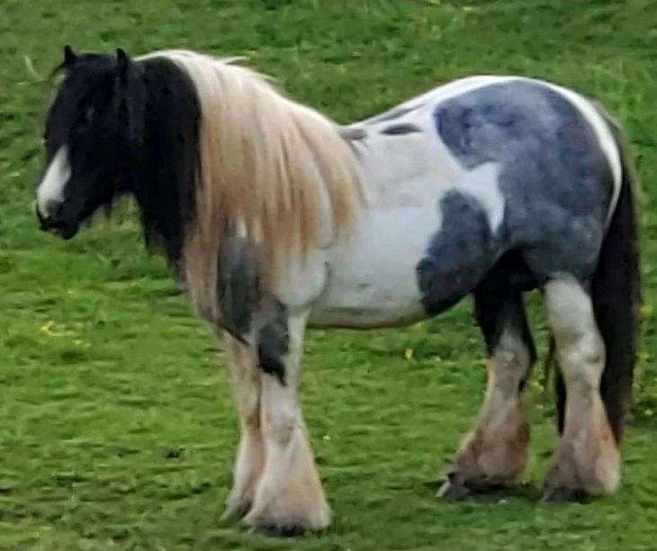 Very Proven Blue Roan Tobiano Stallion