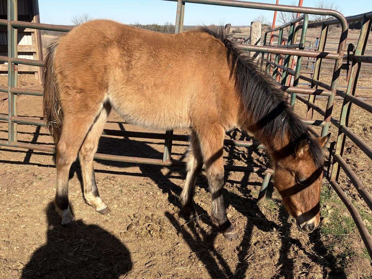 Bay Dun Filly- Available On Payments