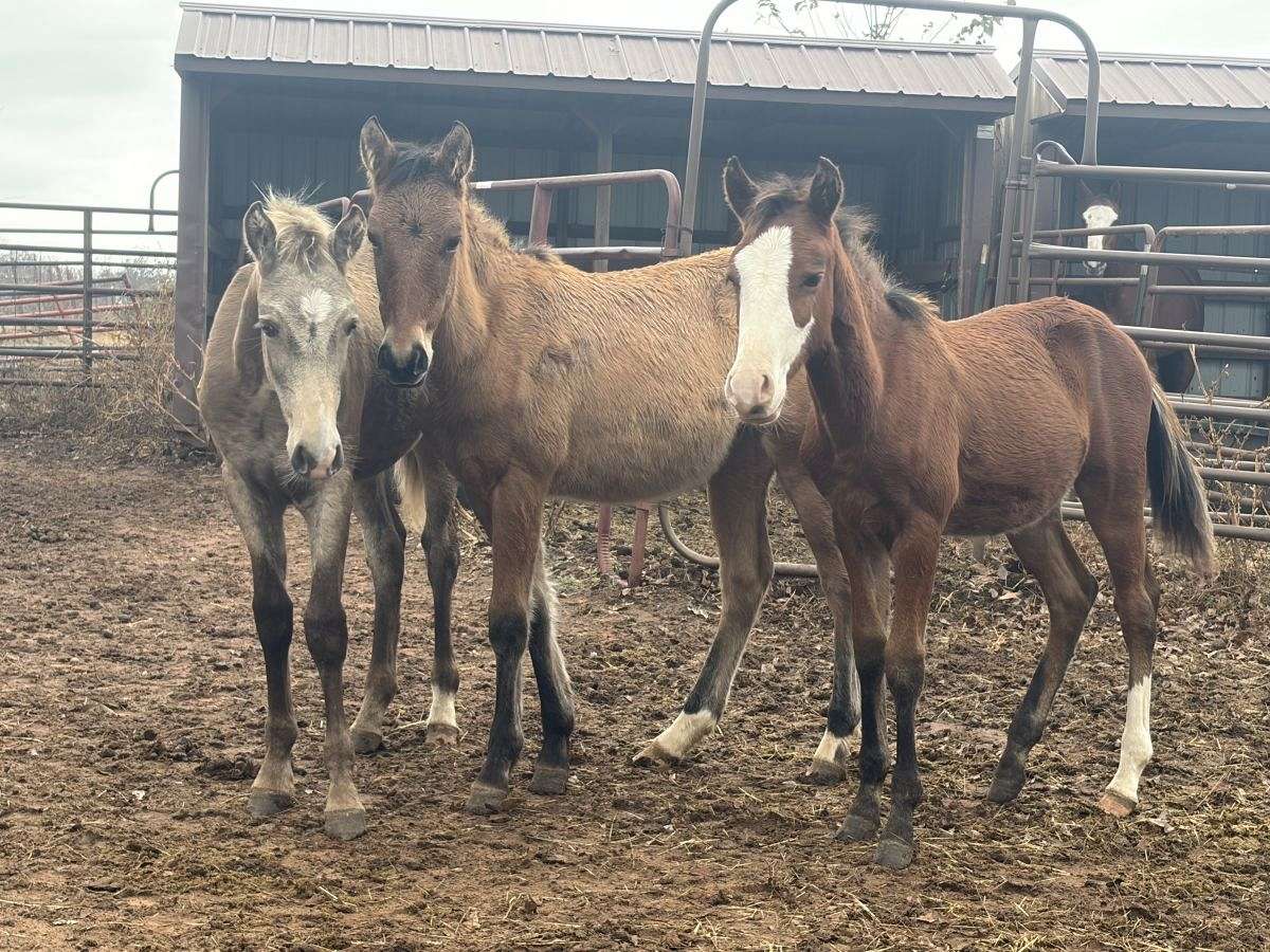Bay Dun Filly