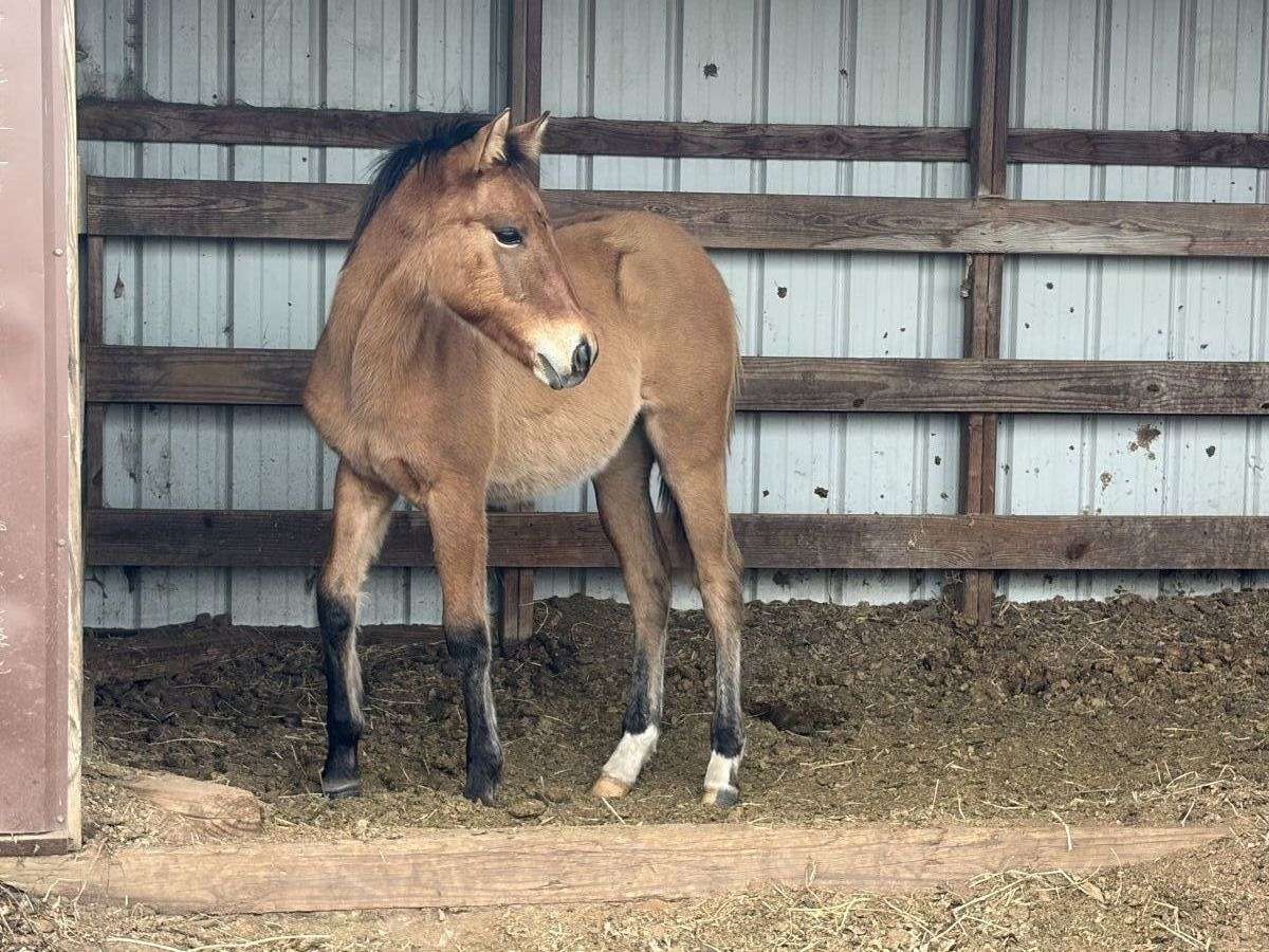 Bay Dun Filly