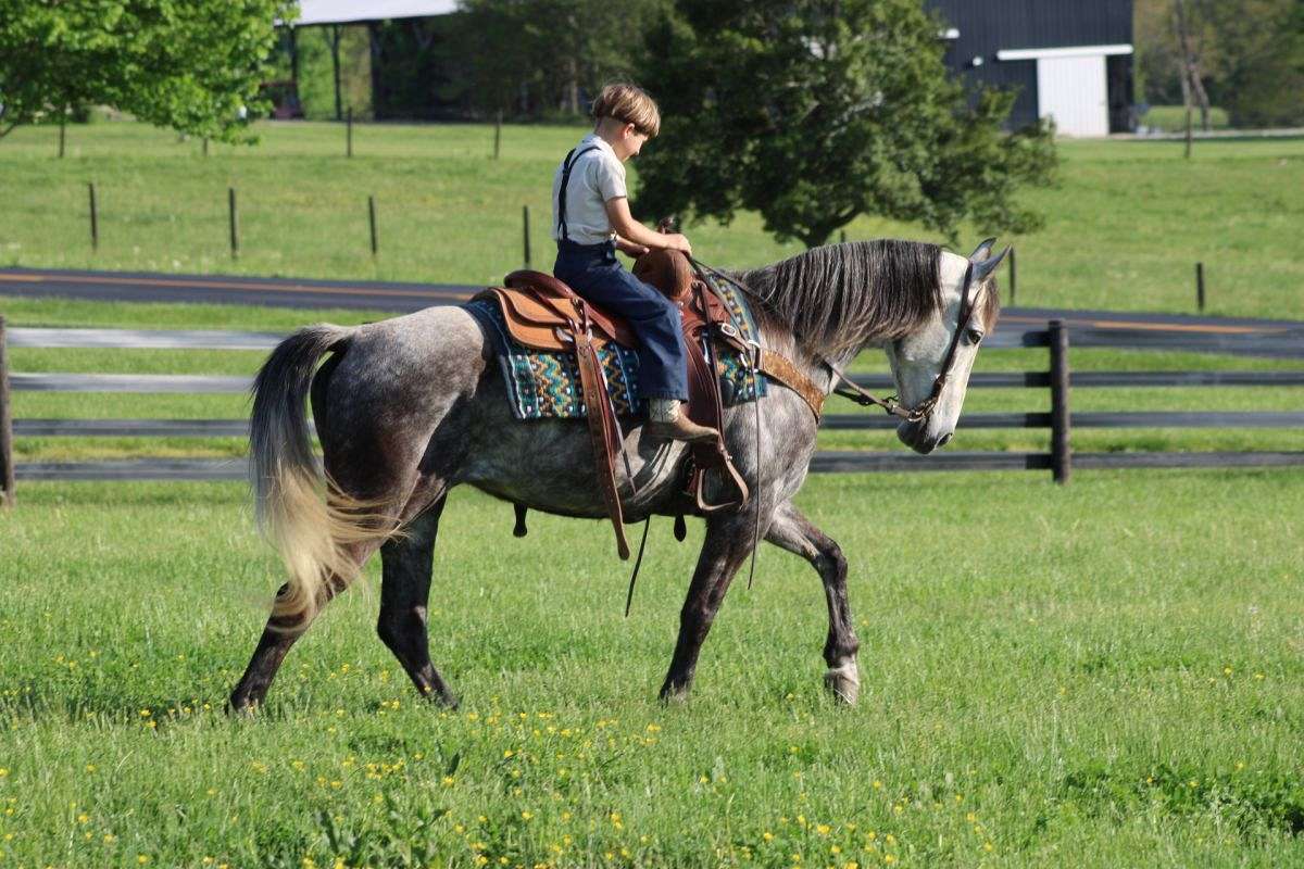 Aspen: a Beautiful Grey Tennessee Walking Mare