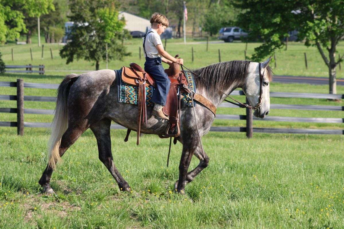 Aspen: a Beautiful Grey Tennessee Walking Mare