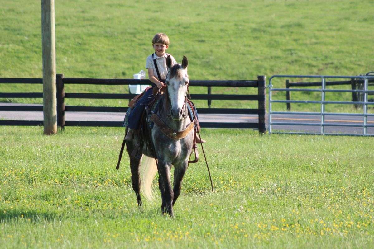 Aspen: a Beautiful Grey Tennessee Walking Mare