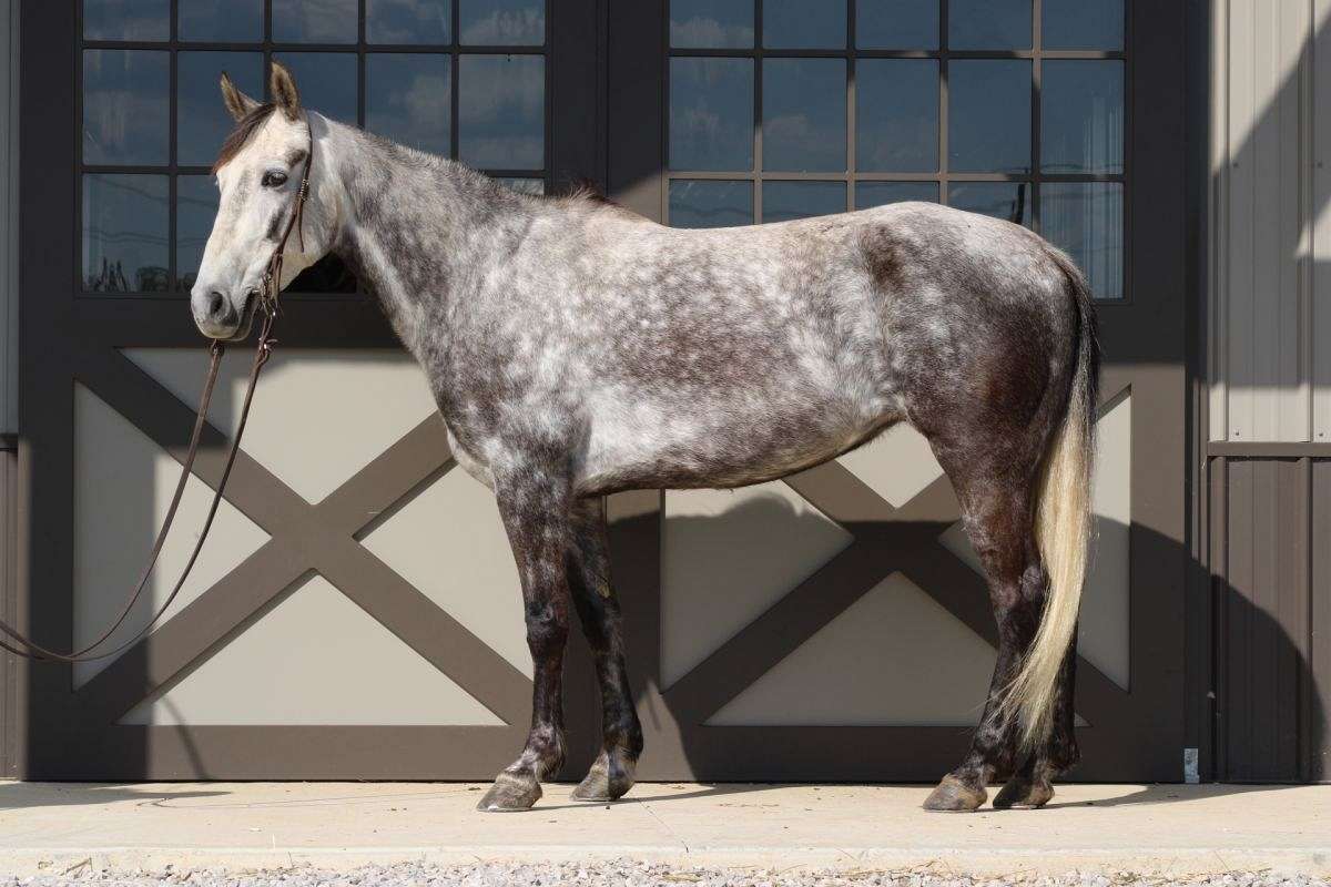 Aspen: a Beautiful Grey Tennessee Walking Mare