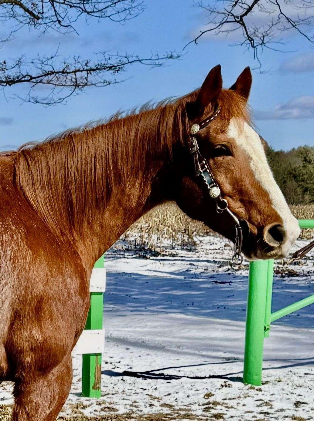 If You Are Looking for a Flashy Barrel Horse, Baylor is Your Guy!