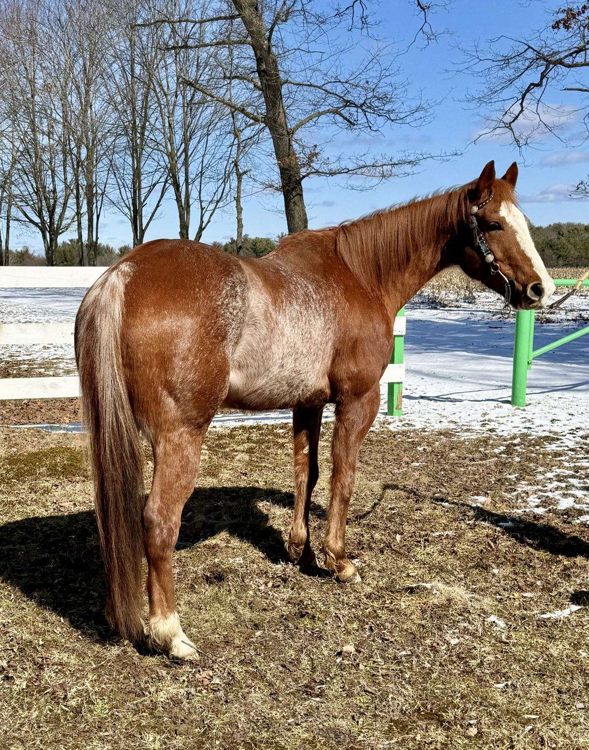 If You Are Looking for a Flashy Barrel Horse, Baylor is Your Guy!