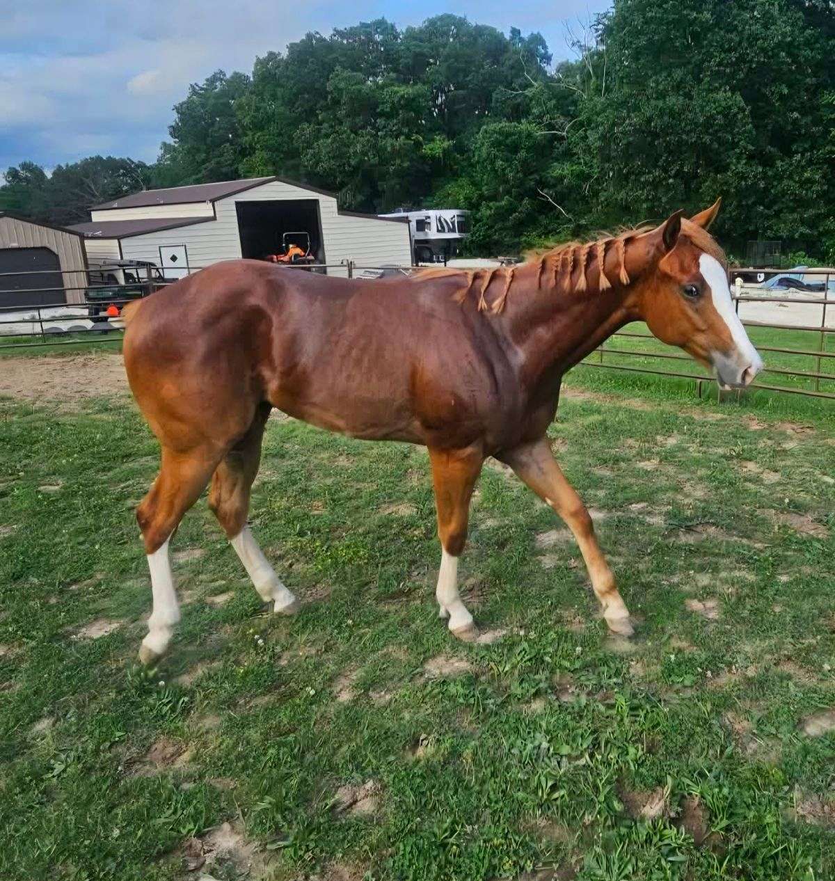 Handsome APHA/ABRA/PTHA Colt- World Champion Pedigree