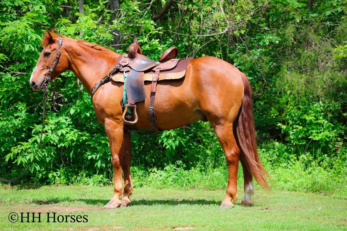 Seasoned and Experienced Sorrel Quarter Horse Morgan Crossbred Gelding