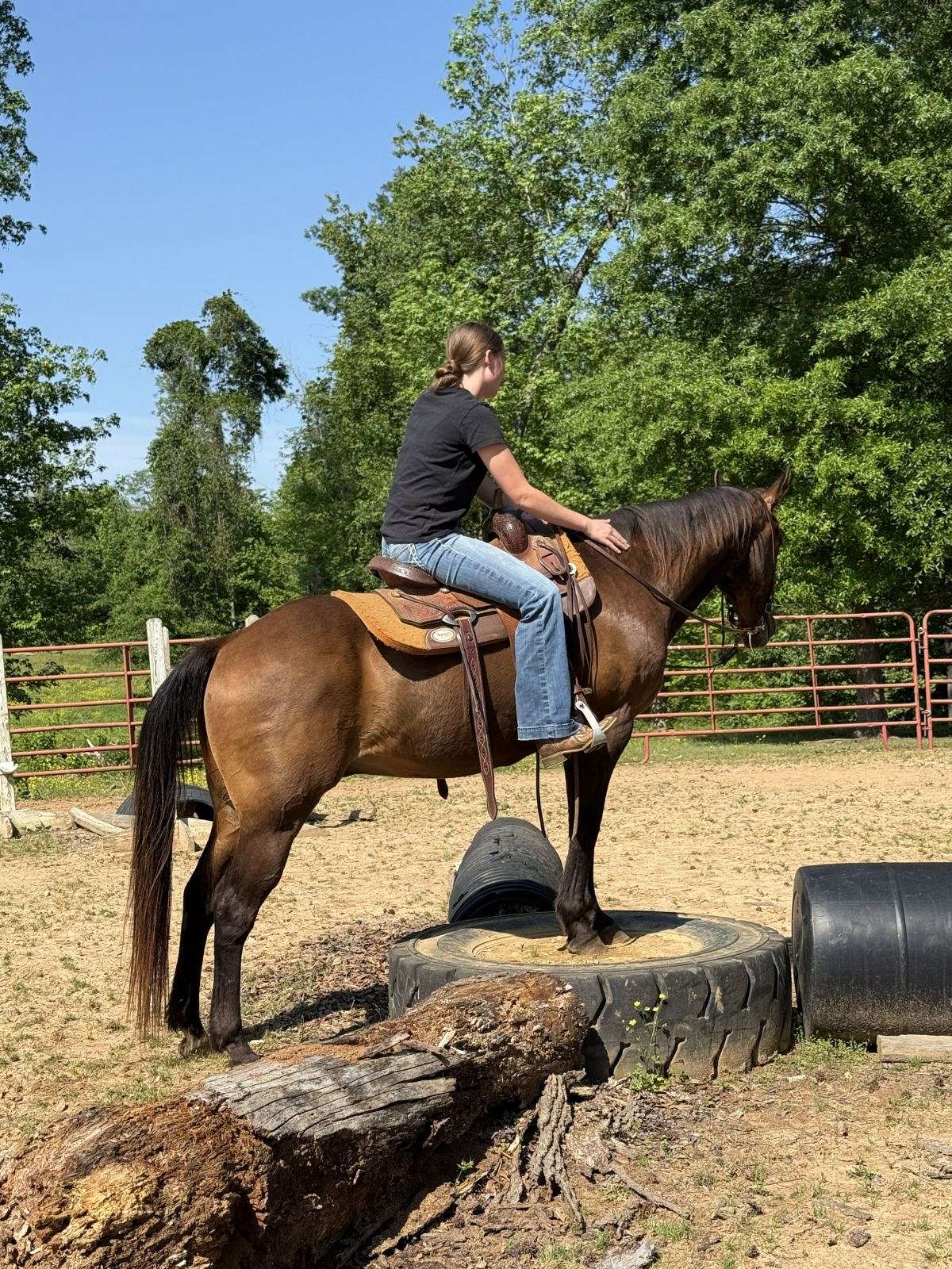 Todd is a Beautiful Bay Gelding!
