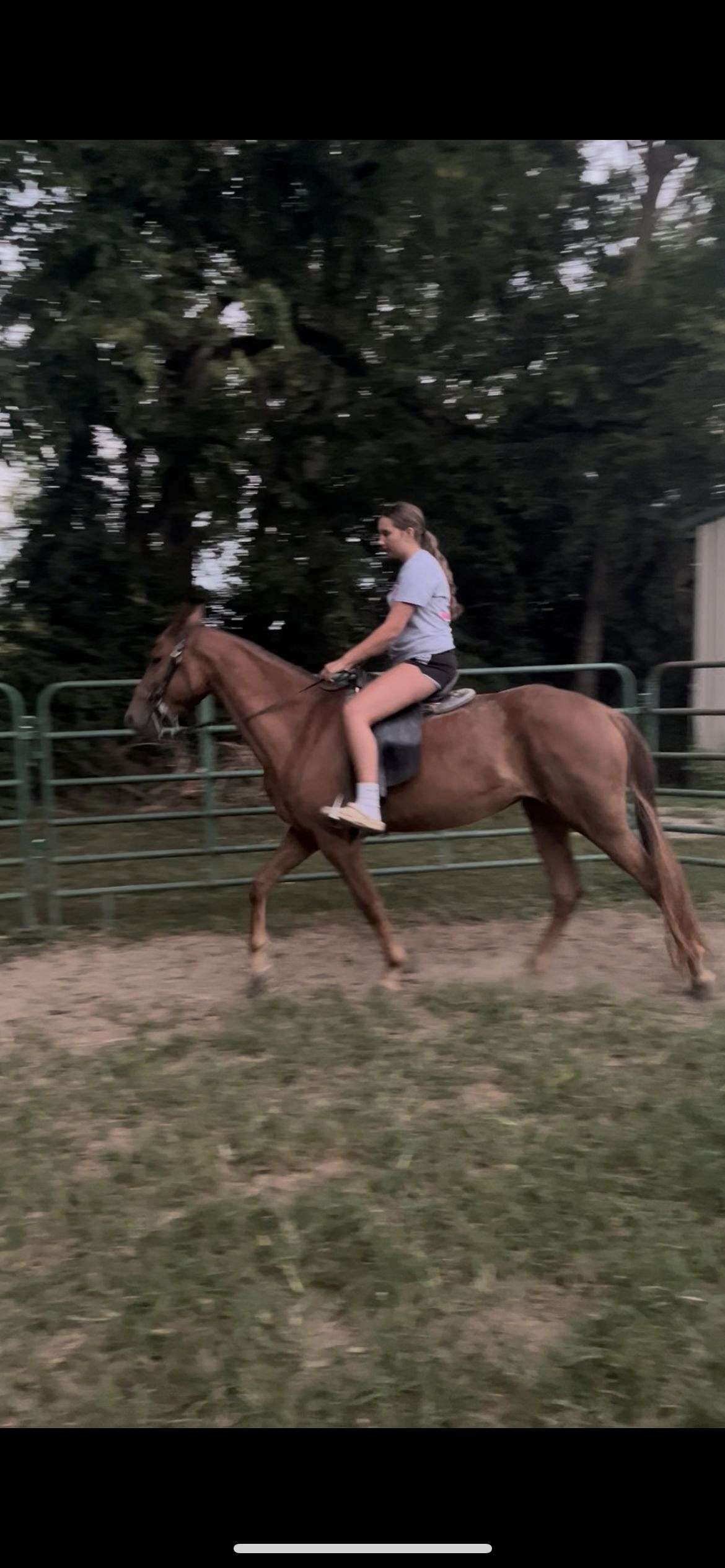 Rocky Mountain Mare Safe Trail Mount