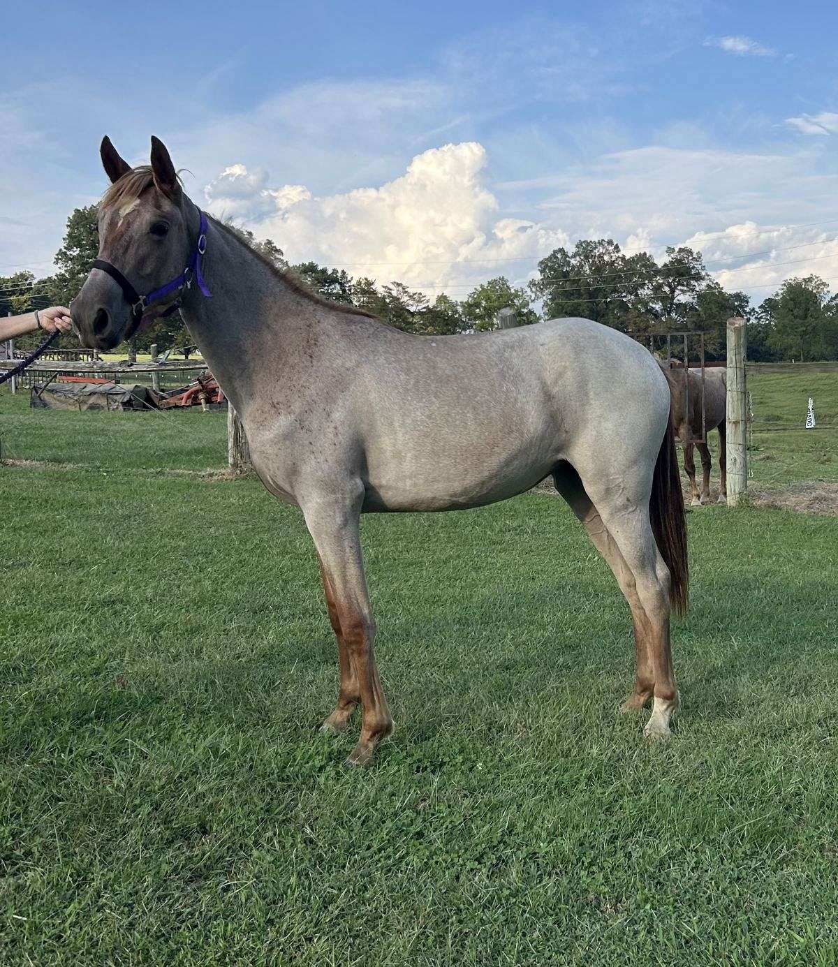 Red Roan TWHBEA Filly