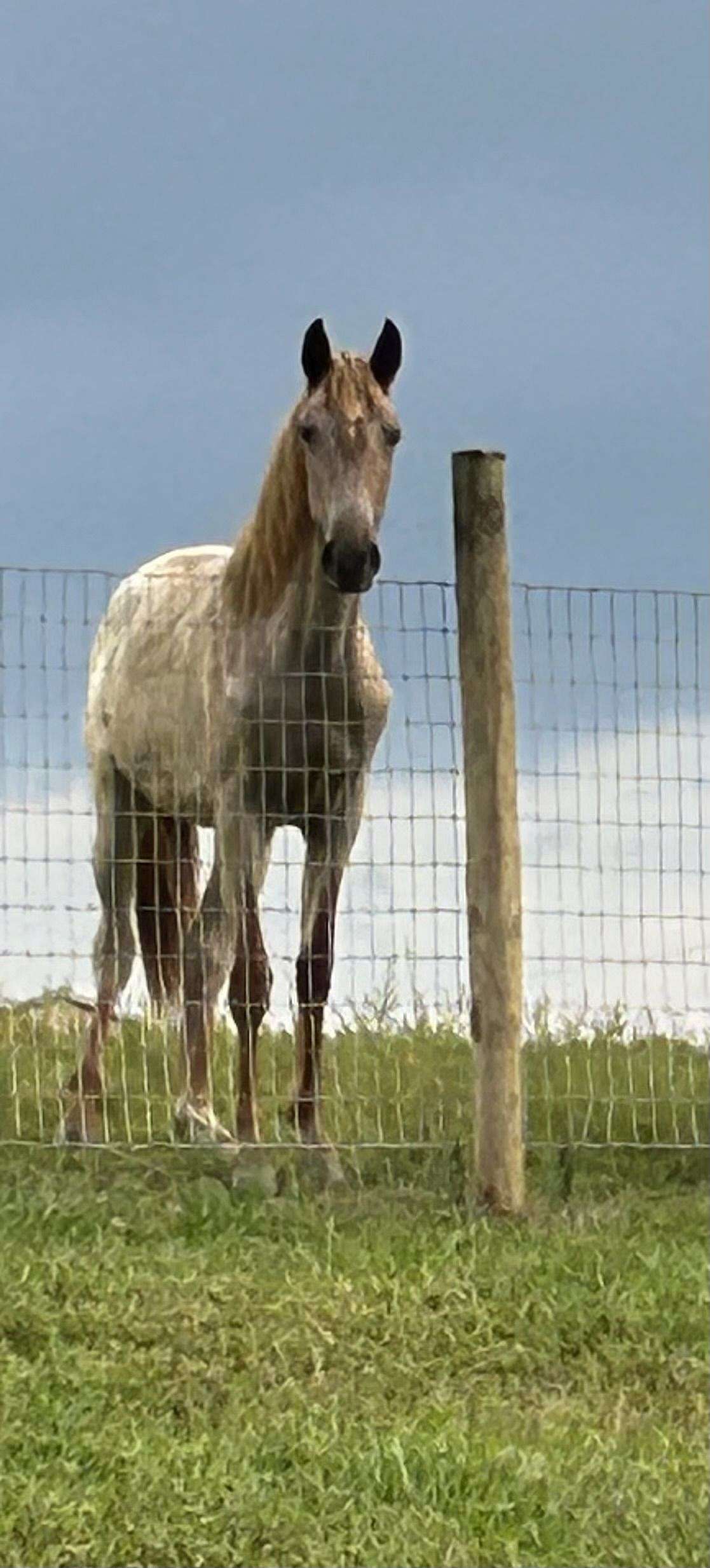 Red Roan TWHBEA Filly