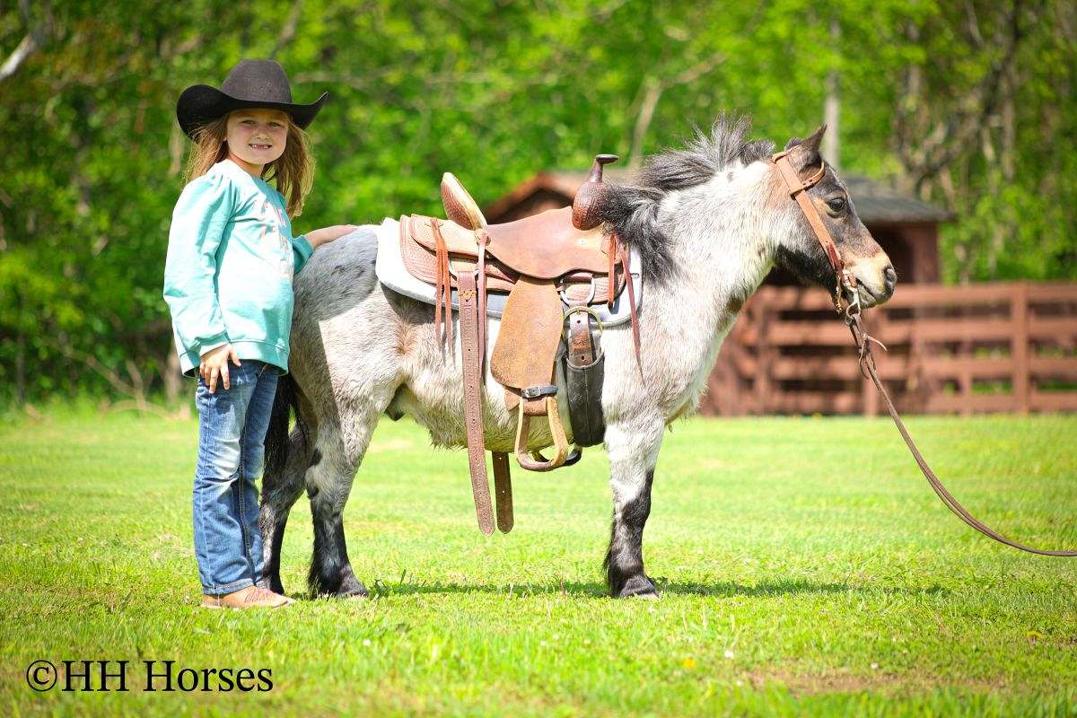 Super Gentle, Quiet and Safe Bay Roan Pony Gelding, Ride and Drive, Shown