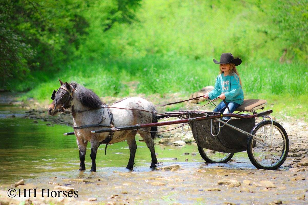 Super Gentle, Quiet and Safe Bay Roan Pony Gelding, Ride and Drive, Shown