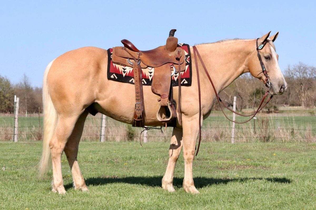 Jasper - Absolutely Stunning Ranch & Trail Horse 8 yo Palomino AQHA Gelding