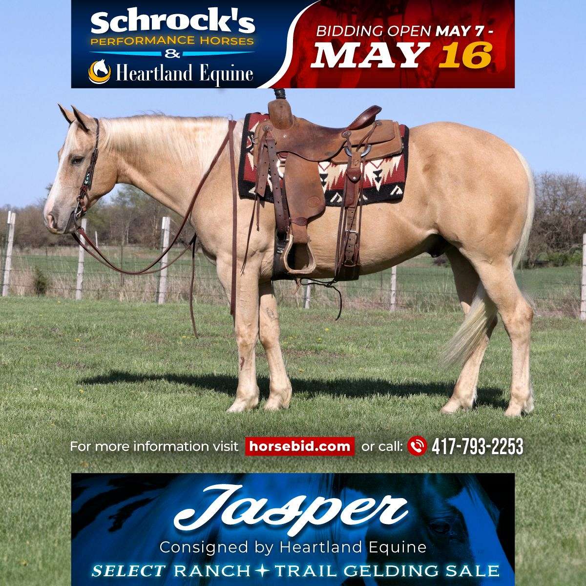 Jasper - Absolutely Stunning Ranch & Trail Horse 8 yo Palomino AQHA Gelding