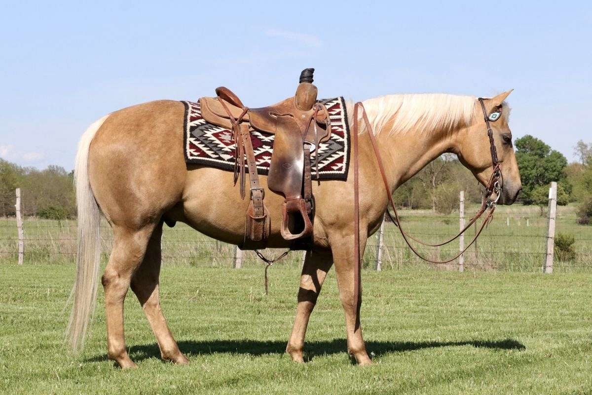 Jasper - Absolutely Stunning Ranch & Trail Horse 8 yo Palomino AQHA Gelding