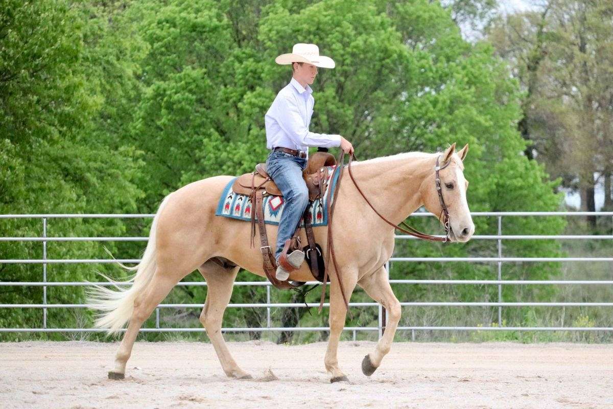 Jasper - Absolutely Stunning Ranch & Trail Horse 8 yo Palomino AQHA Gelding