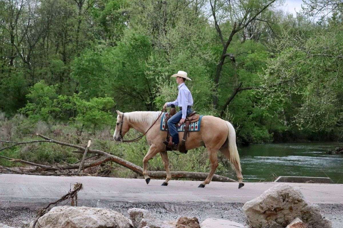 Jasper - Absolutely Stunning Ranch & Trail Horse 8 yo Palomino AQHA Gelding