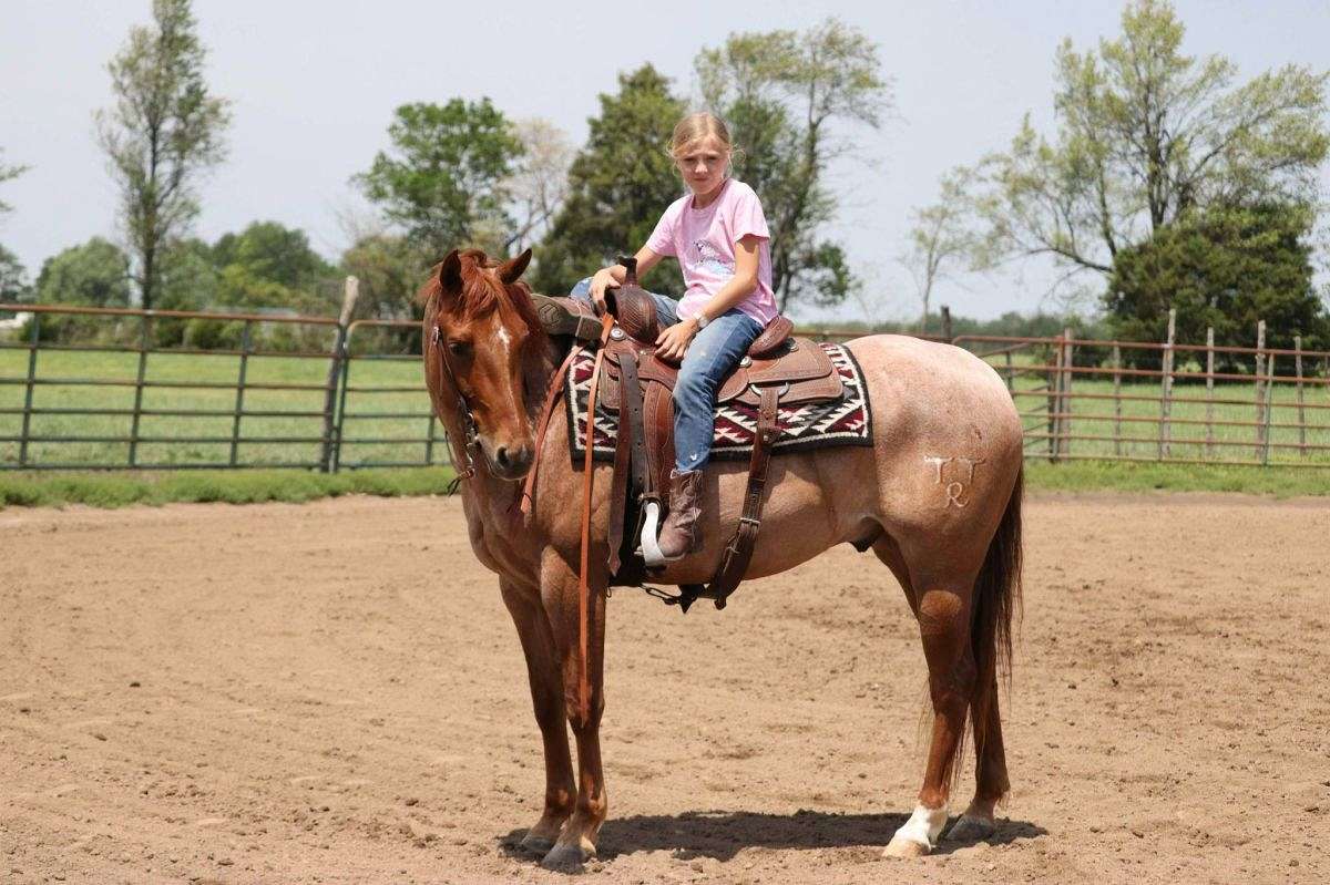 Hickory - Fantastic Ranch or 4H Horse 4 yo Red Roan AQHA Gelding!