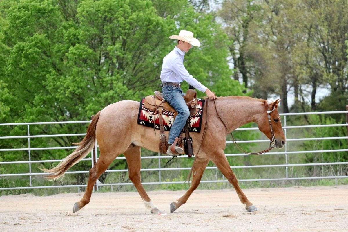 Hickory - Fantastic Ranch or 4H Horse 4 yo Red Roan AQHA Gelding!