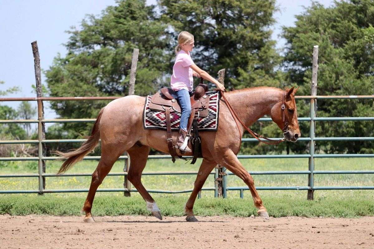 Hickory - Fantastic Ranch or 4H Horse 4 yo Red Roan AQHA Gelding!