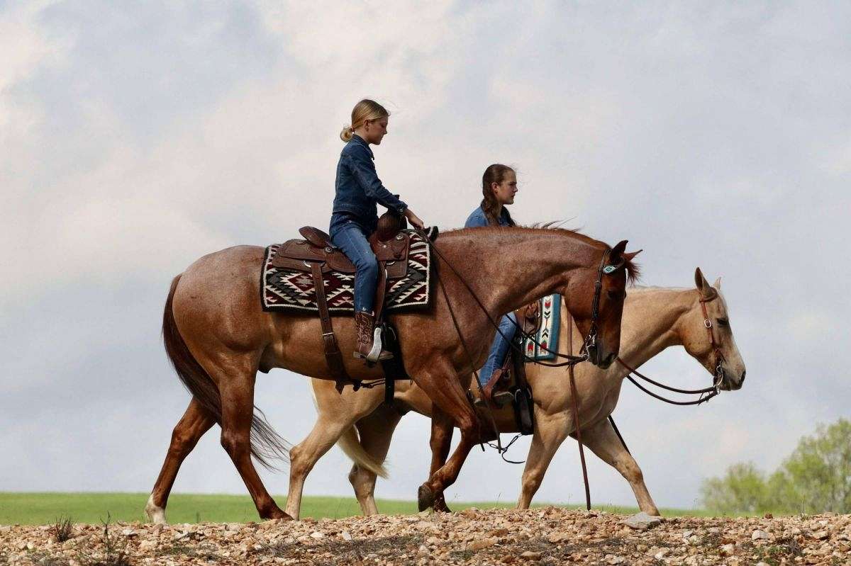 Hickory - Fantastic Ranch or 4H Horse 4 yo Red Roan AQHA Gelding!