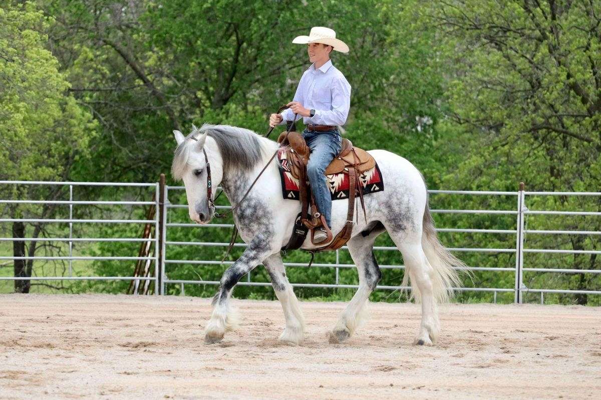 Dakota - Fancy All-Around Horse 5 yo Paint Gypsy Friesian Cross Gelding!