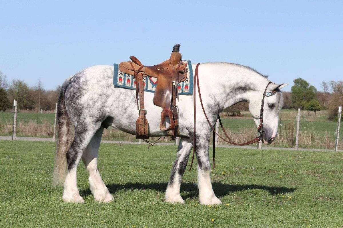 Dakota - Fancy All-Around Horse 5 yo Paint Gypsy Friesian Cross Gelding!