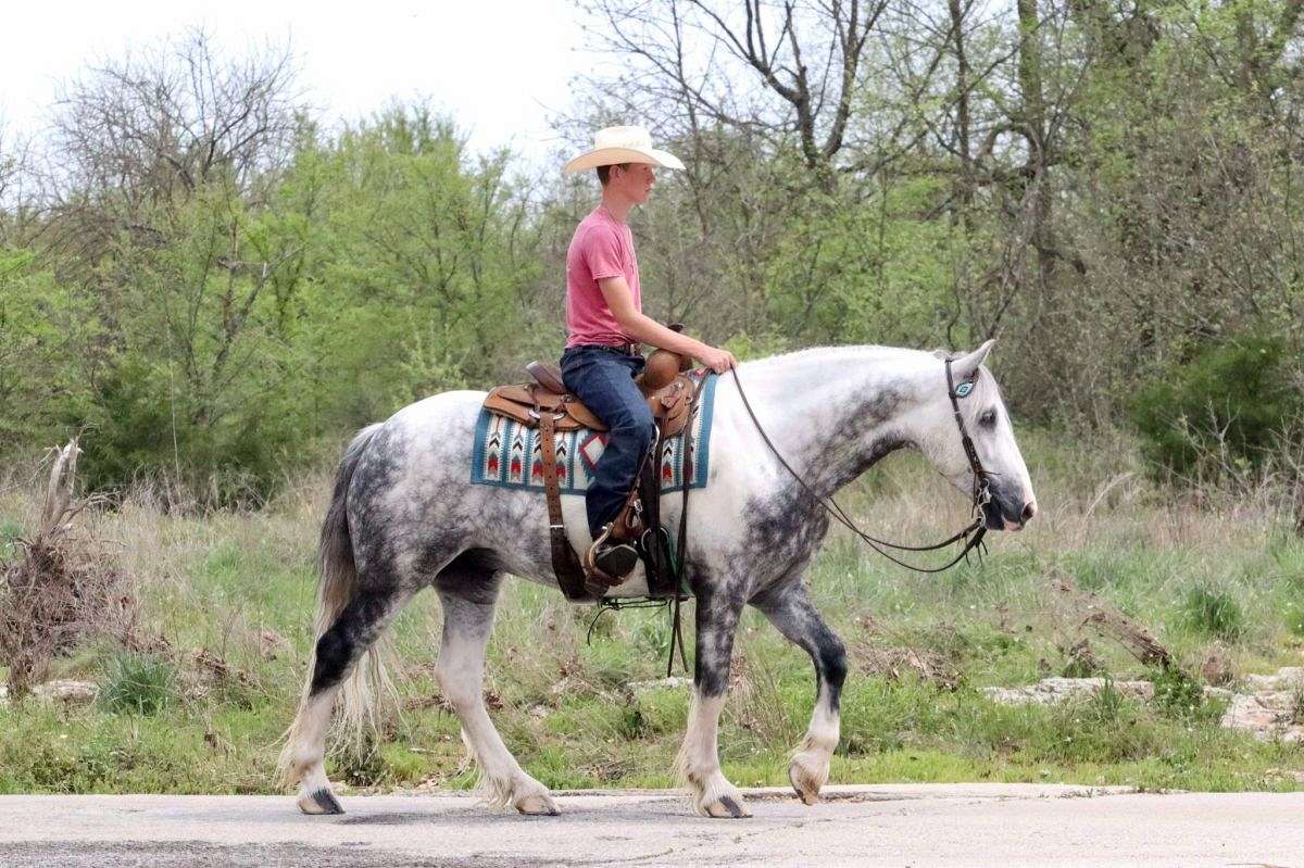 Dakota - Fancy All-Around Horse 5 yo Paint Gypsy Friesian Cross Gelding!