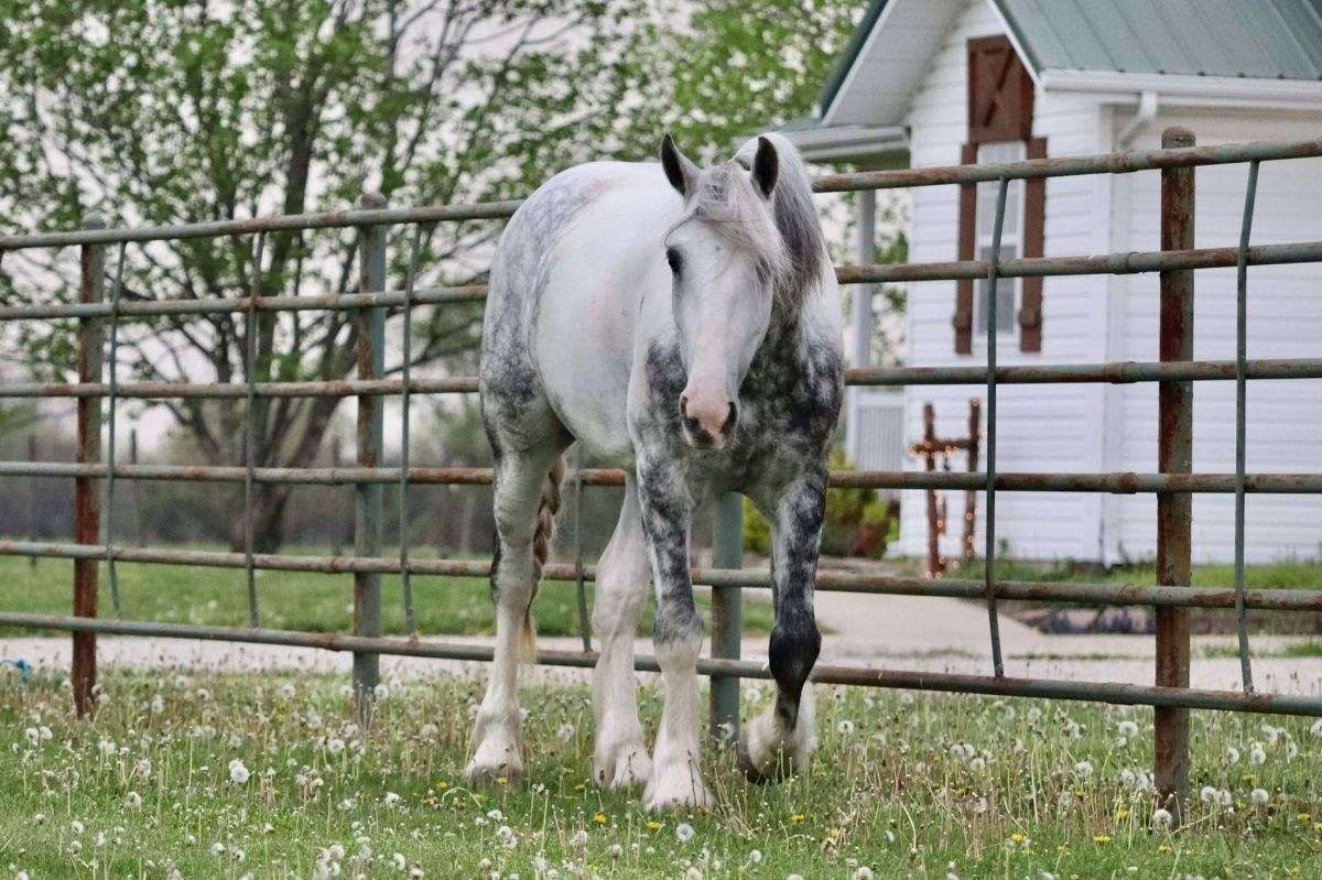 Dakota - Fancy All-Around Horse 5 yo Paint Gypsy Friesian Cross Gelding!