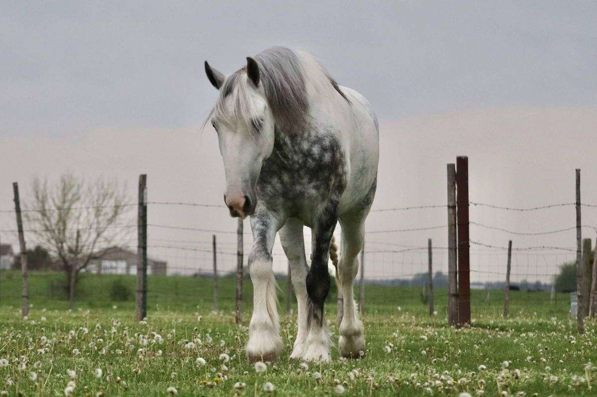 Dakota - Fancy All-Around Horse 5 yo Paint Gypsy Friesian Cross Gelding!