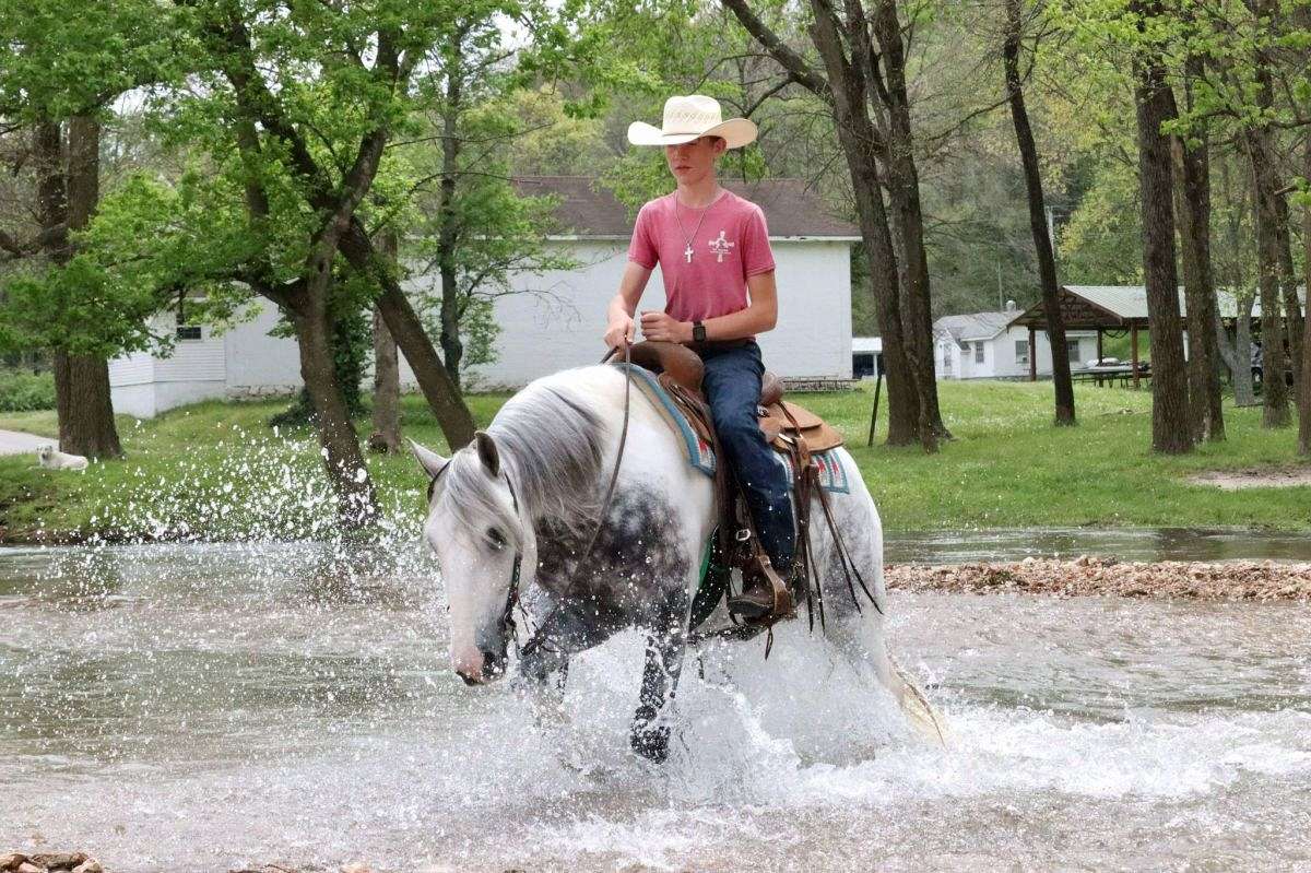 Dakota - Fancy All-Around Horse 5 yo Paint Gypsy Friesian Cross Gelding!