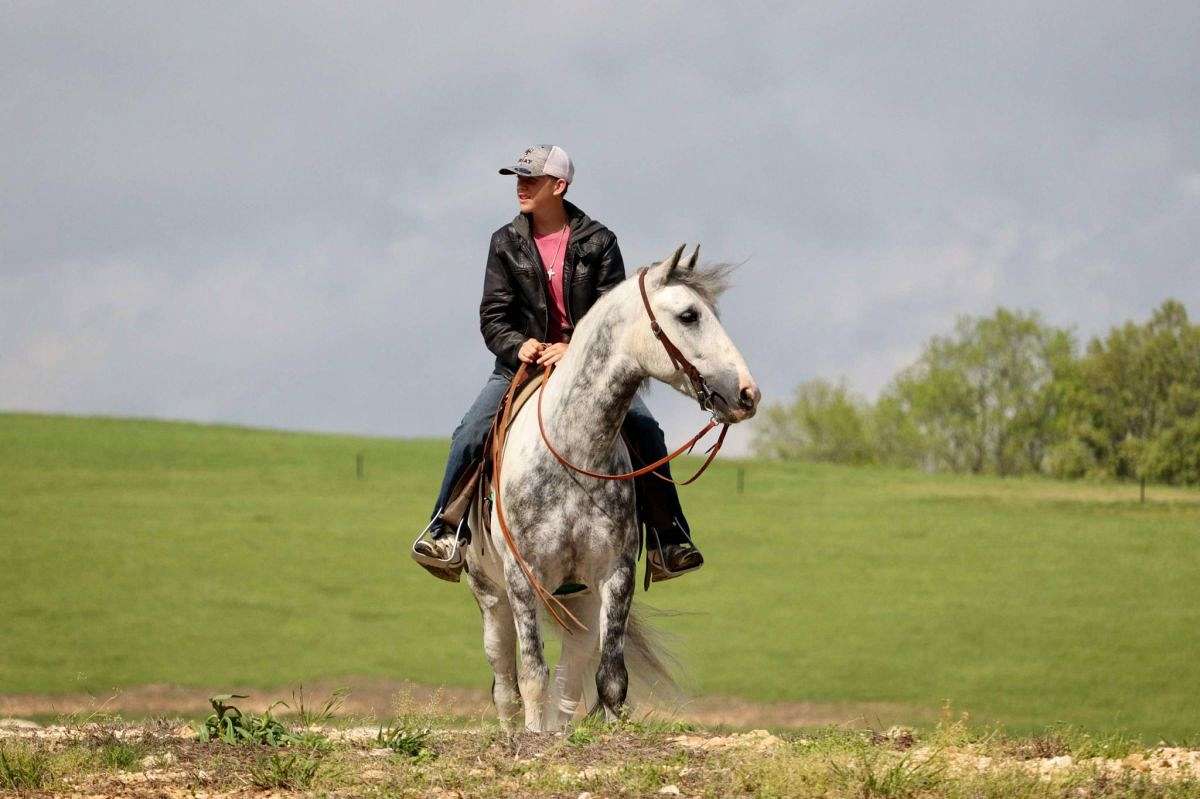 Dakota - Fancy All-Around Horse 5 yo Paint Gypsy Friesian Cross Gelding!