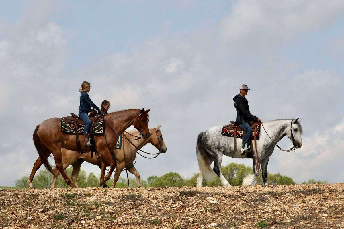Dakota - Fancy All-Around Horse 5 yo Paint Gypsy Friesian Cross Gelding!